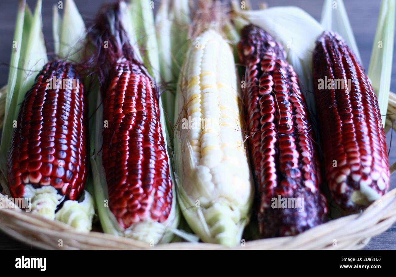Waxy corn hi-res stock photography and images - Alamy