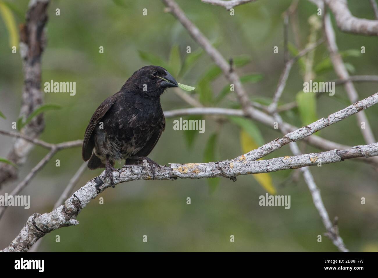 Darwin's finches hi-res stock photography and images - Alamy