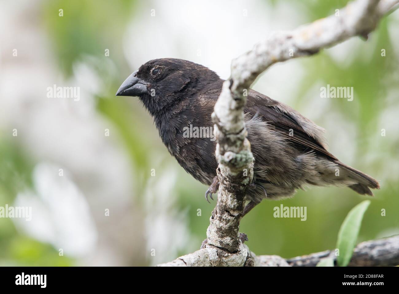 One of Darwin's finches from the Galapagos islands which served as ...