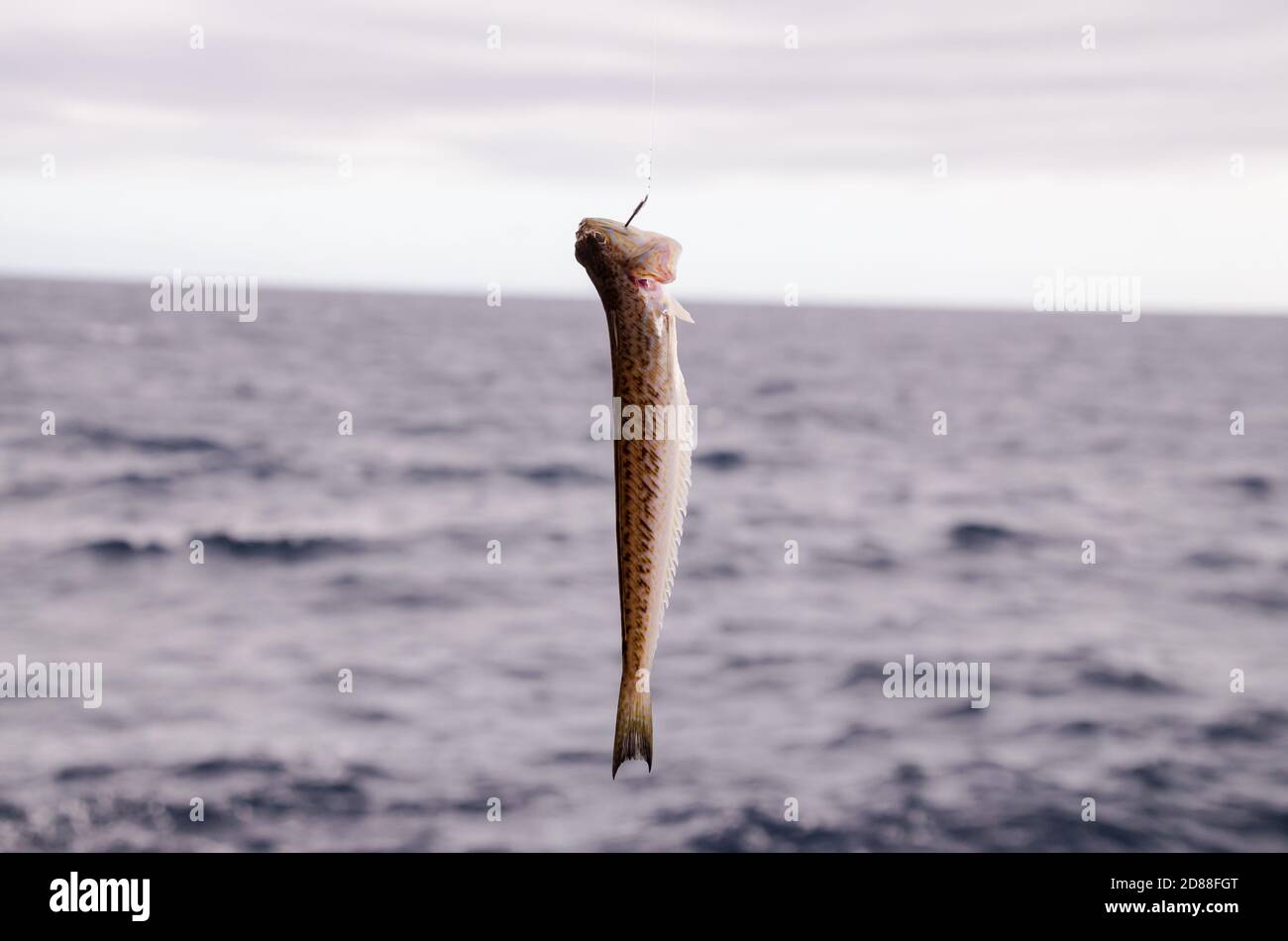 One Sea Fish Hooked Stock Photo - Alamy