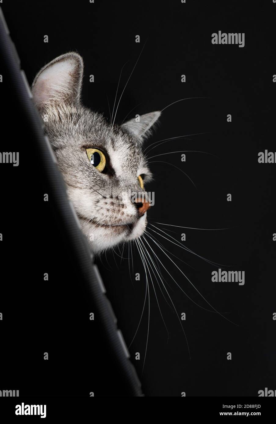 Cat portrait close up. Amazing beautiful cat close up.Cat looking to ...