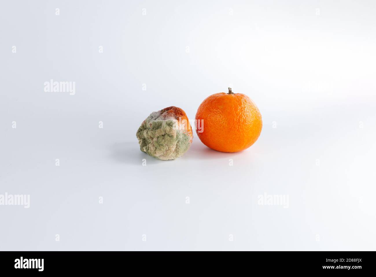 moldy rotten orange and one fresh tangerine on a white background ...