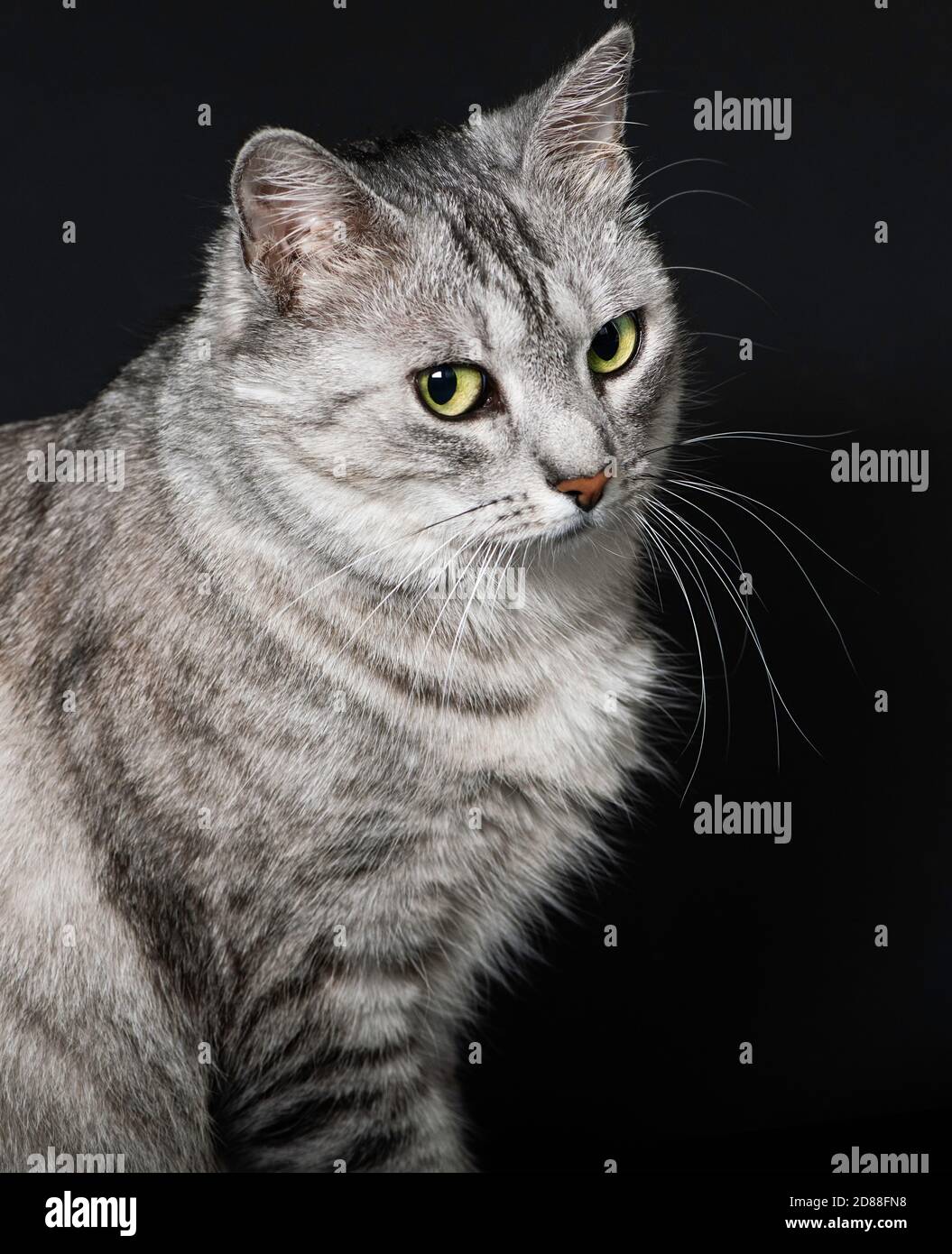 Cat portrait close up. Amazing beautiful cat close up.Cat looking to ...