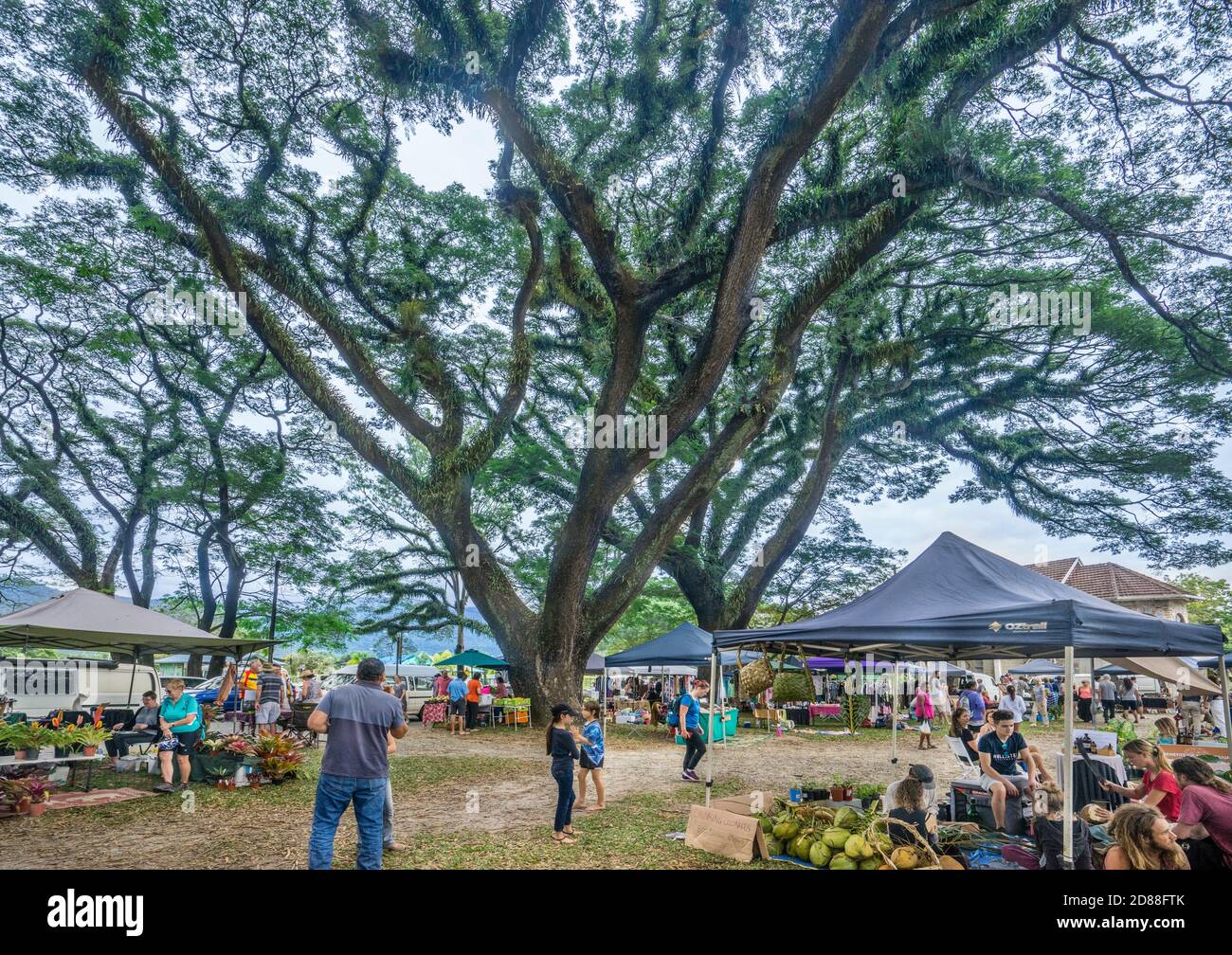 Mossman Community Markets, under the shady canopy of huge, ancient ...