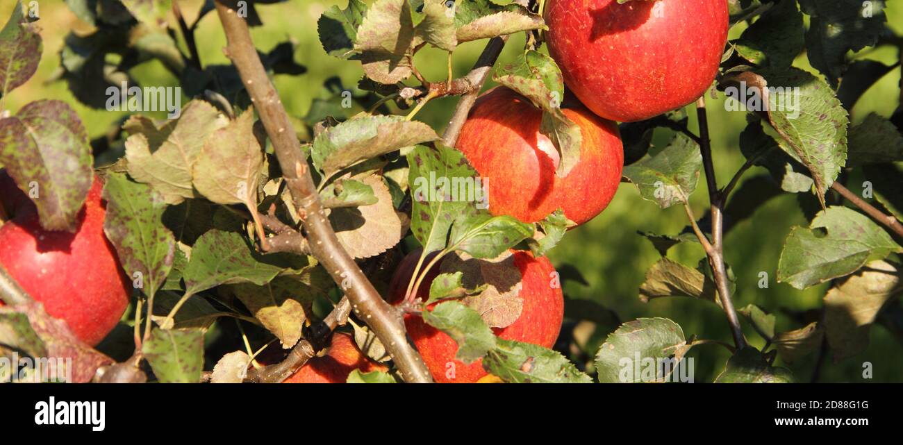 Panorama beautiful red apple tree hi-res stock photography and images ...