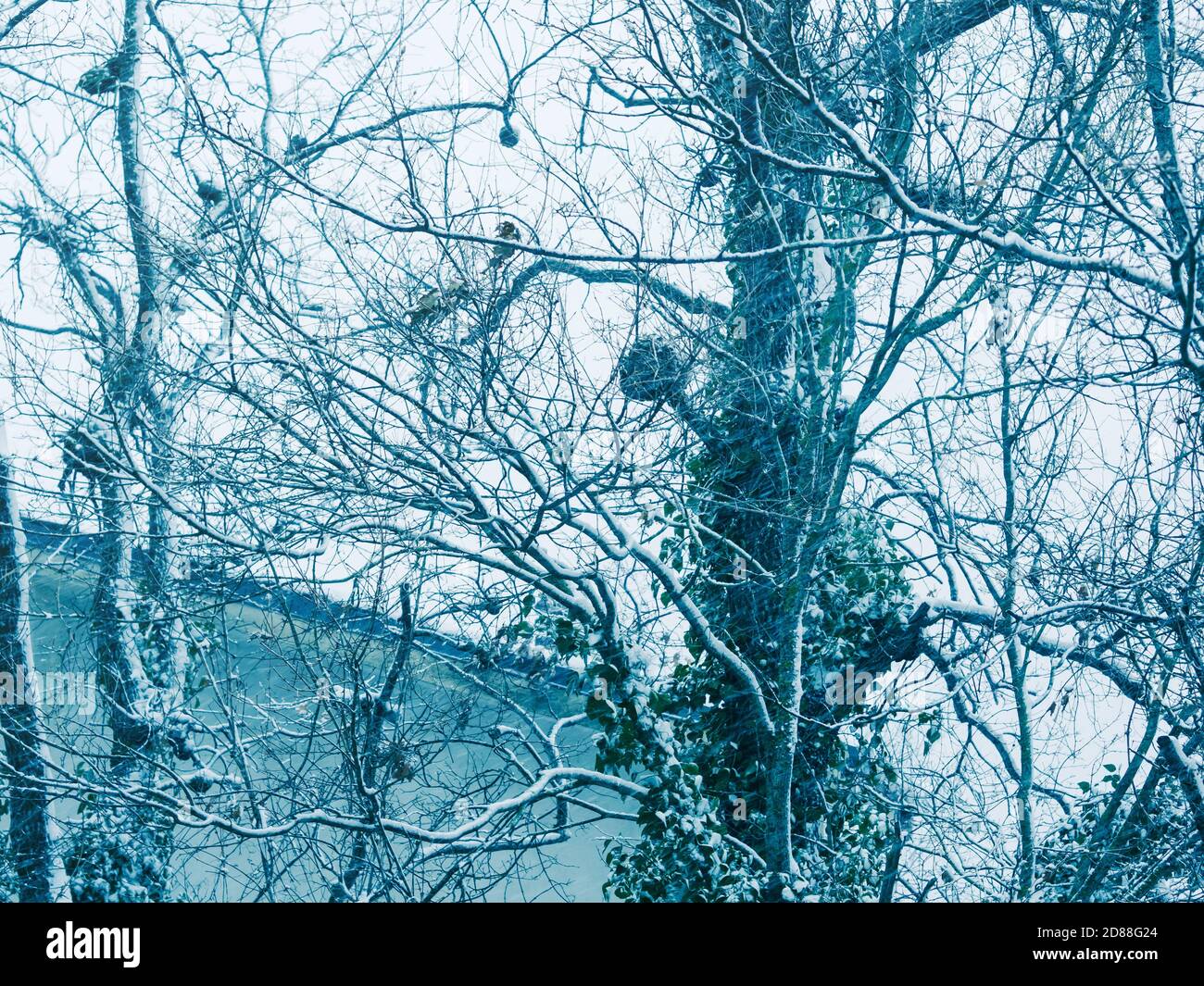 Winter tree branches covered with snow Stock Photo - Alamy