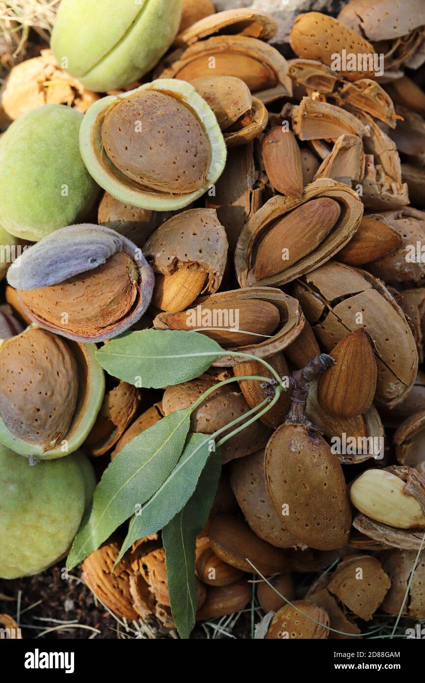 almond harvest time - broken almonds Stock Photo - Alamy