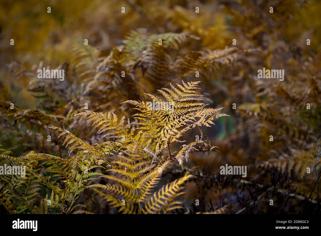 Autumn fern hi-res stock photography and images - Alamy