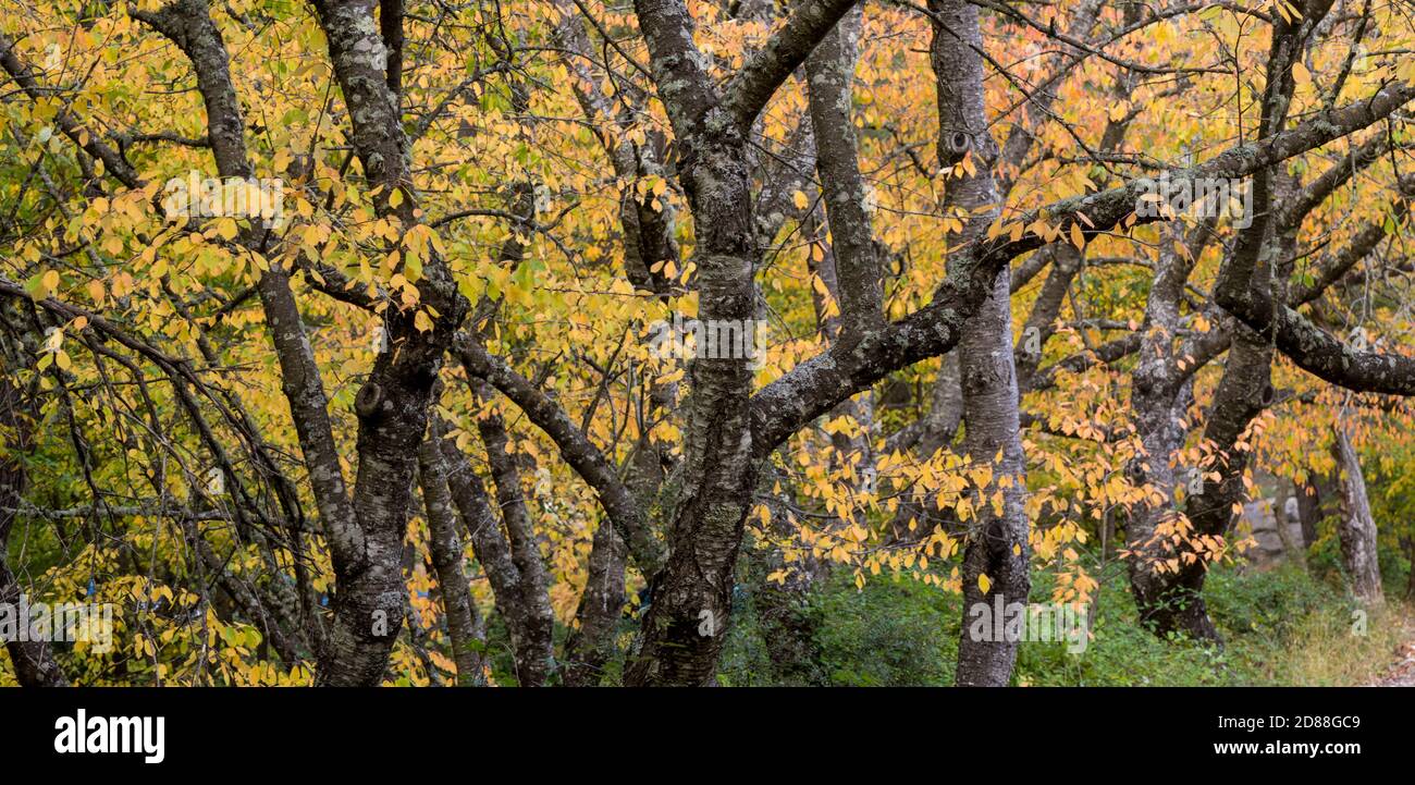 Cherry tree in autumn colours hi-res stock photography and images - Alamy