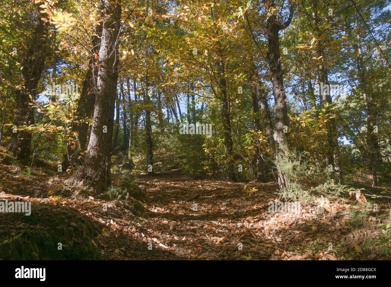 Chestnut forest in autumn colours, Spain Stock Photo - Alamy