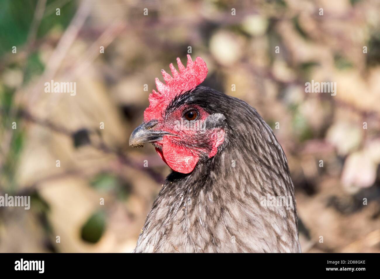portrait of chicken in poultry yard Stock Photo - Alamy