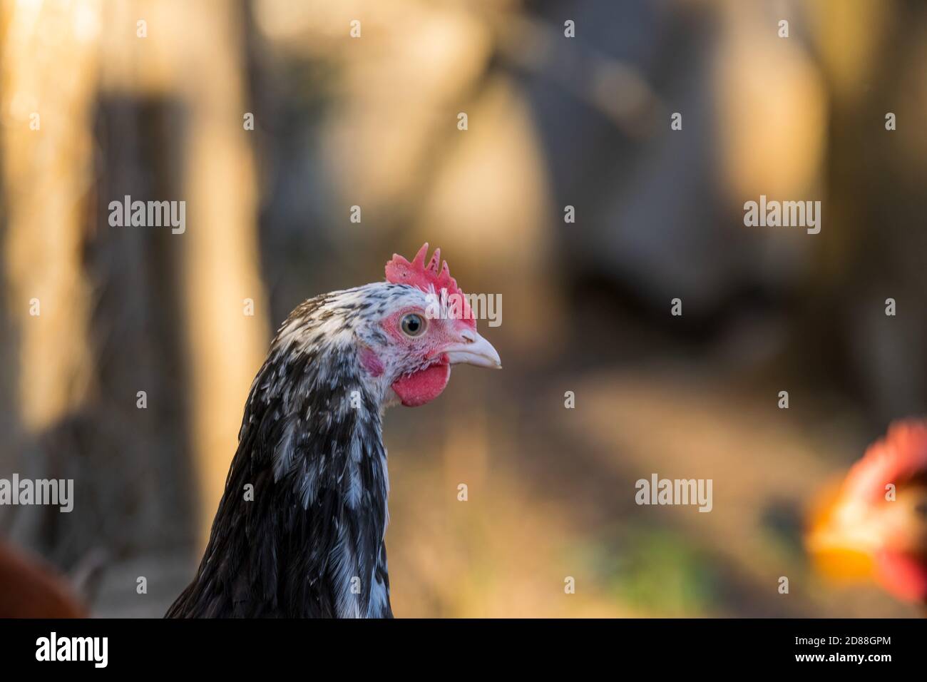 portrait of chicken in poultry yard Stock Photo - Alamy