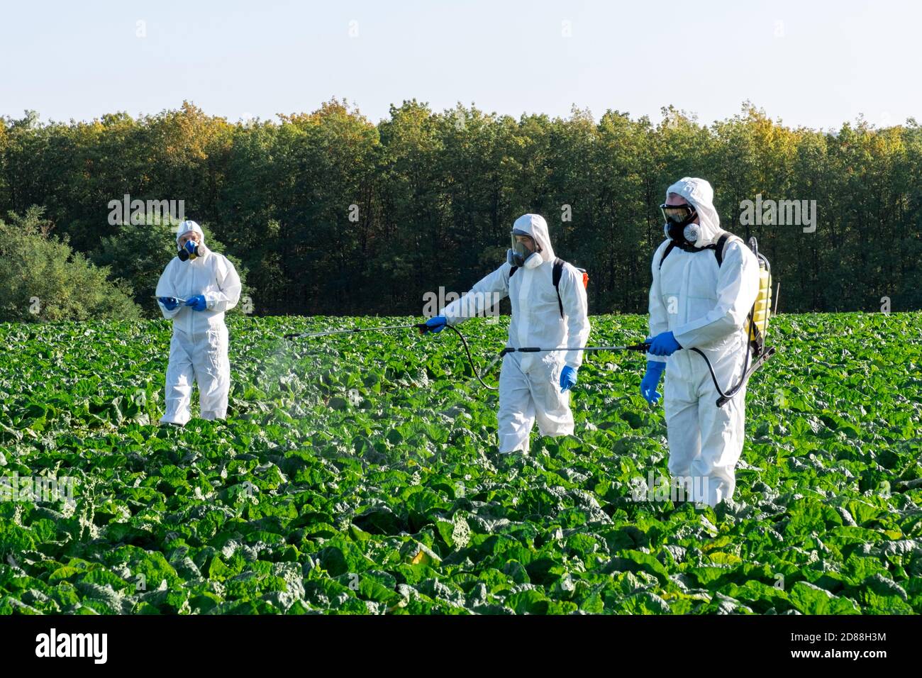 Farmers and Agronomist spraying pesticide on field with Harvest Stock ...