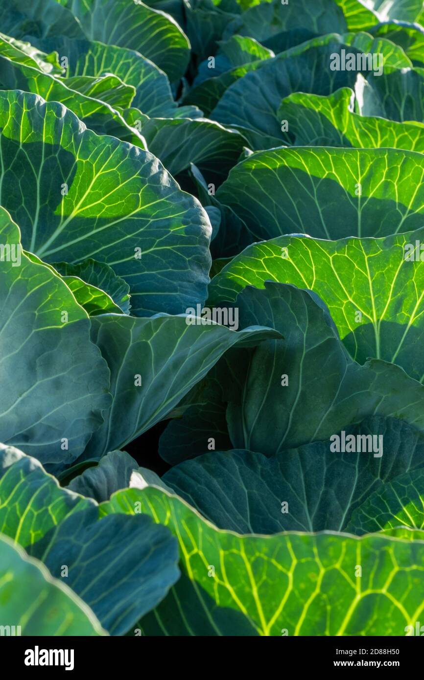 Big green cabbage with fresh leaves. Ripe harvest on a Farm or ...