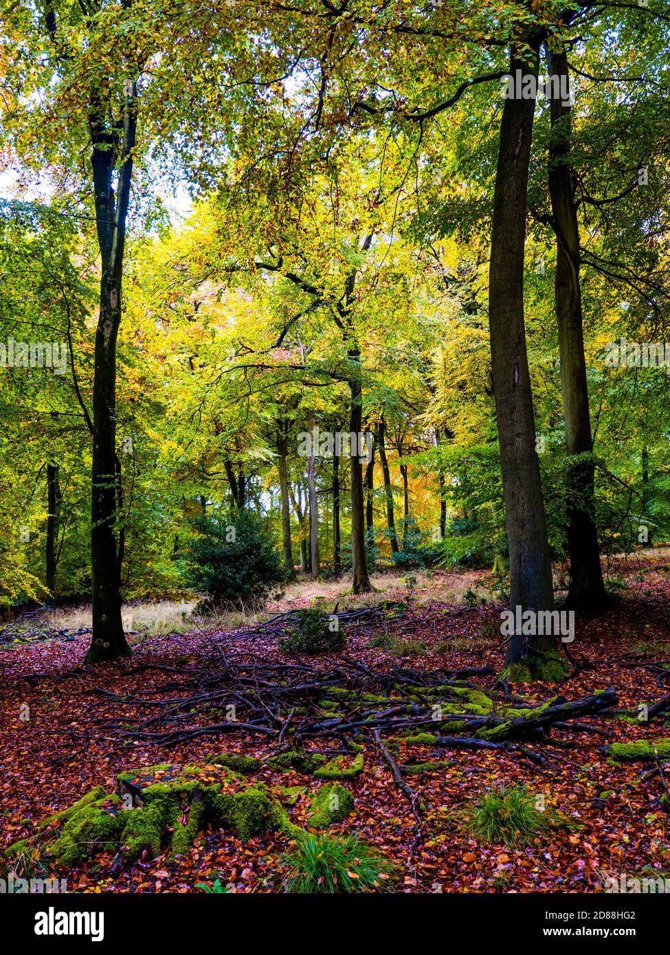 Autumn Woodland Landscape, The Chilterns, Oxfordshire, England, UK, GB ...