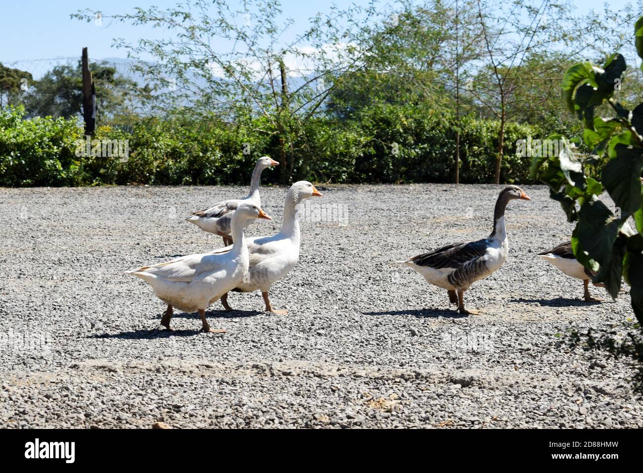 group of ganders and ducks Stock Photo - Alamy