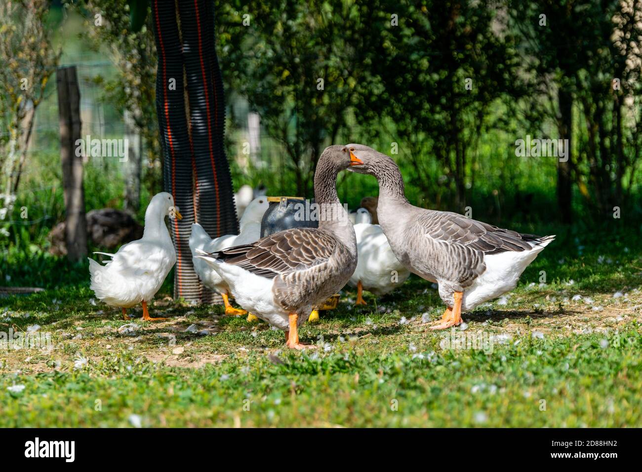 group of ganders and ducks Stock Photo - Alamy