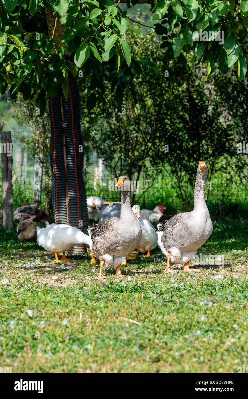 group of ganders and ducks Stock Photo - Alamy