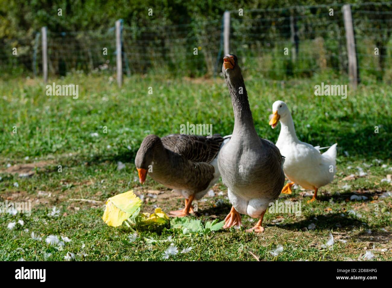 group of ganders and ducks Stock Photo - Alamy