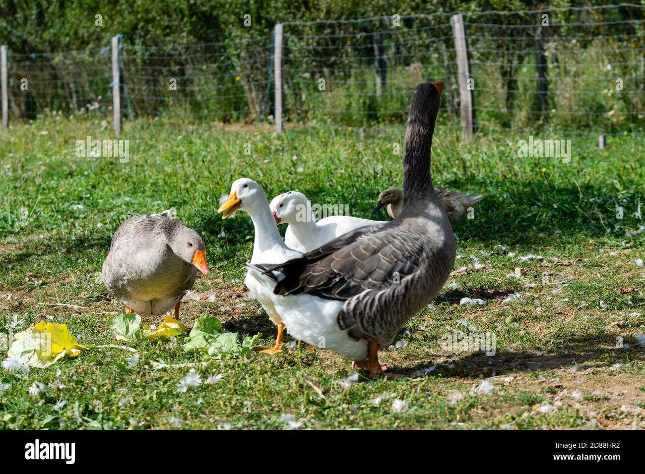 group of ganders and ducks Stock Photo - Alamy