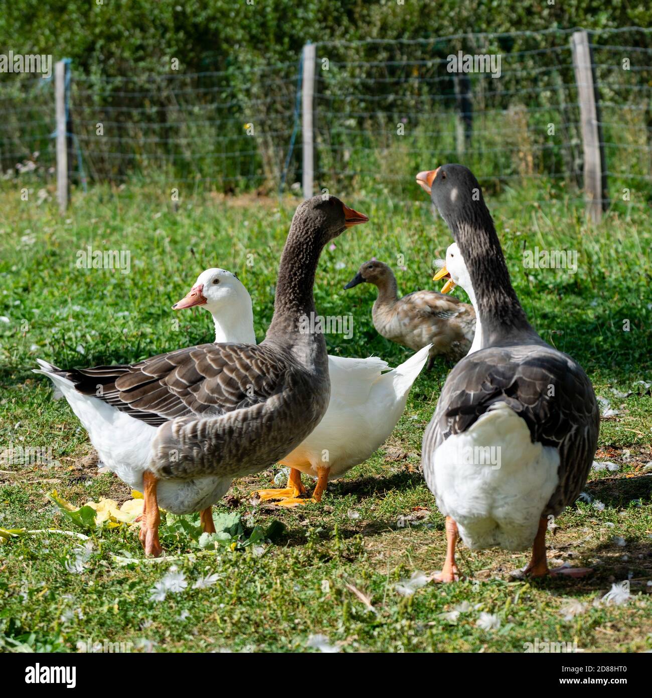 group of ganders and ducks Stock Photo - Alamy