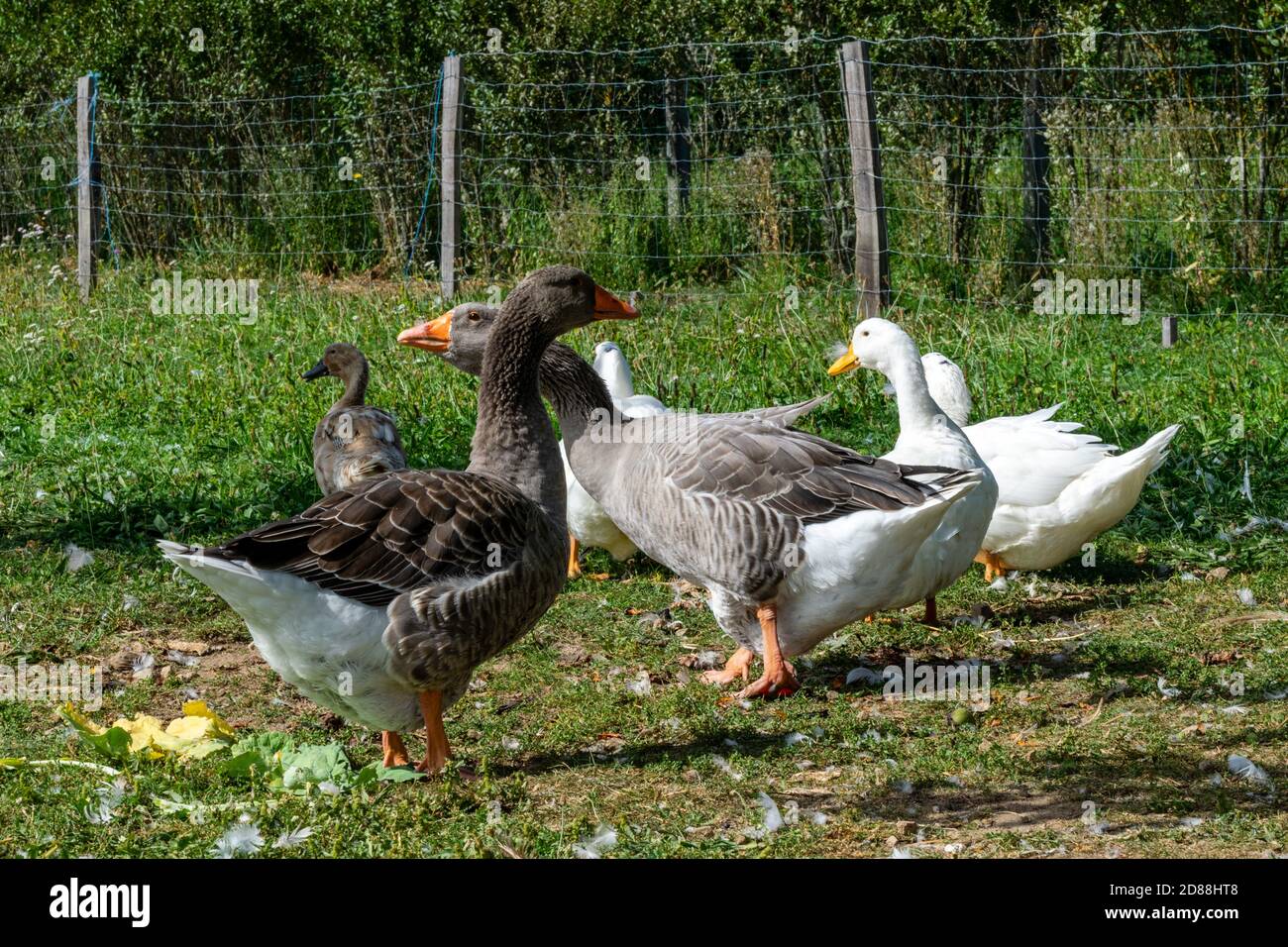 group of ganders and ducks Stock Photo - Alamy