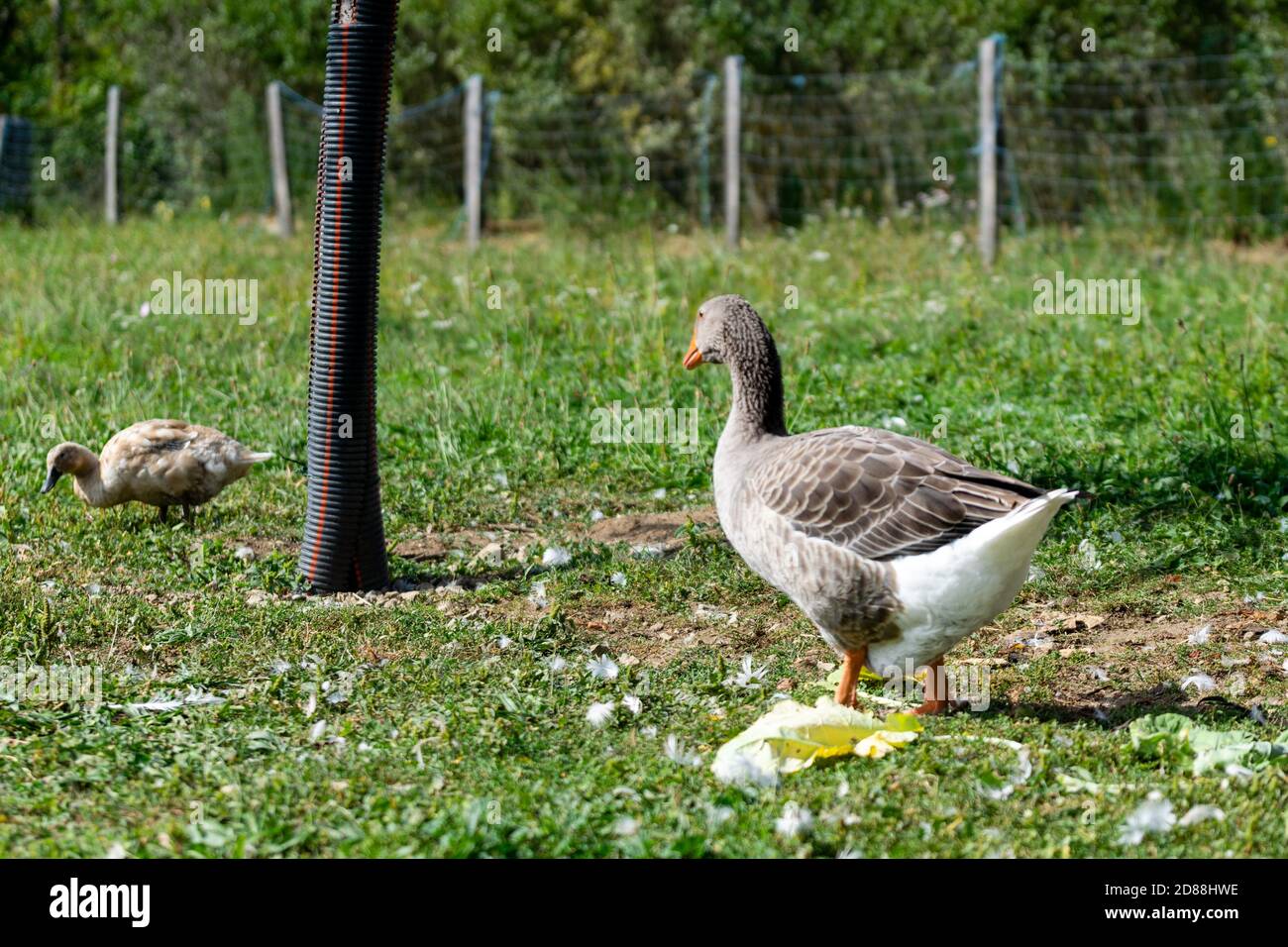 portrait of gander Stock Photo - Alamy