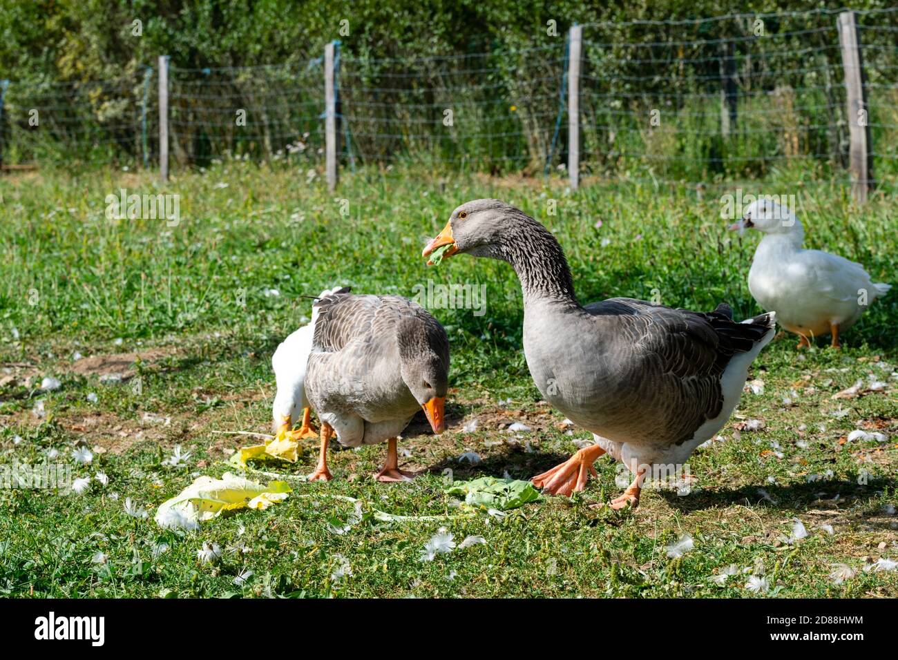 portrait of gander Stock Photo - Alamy