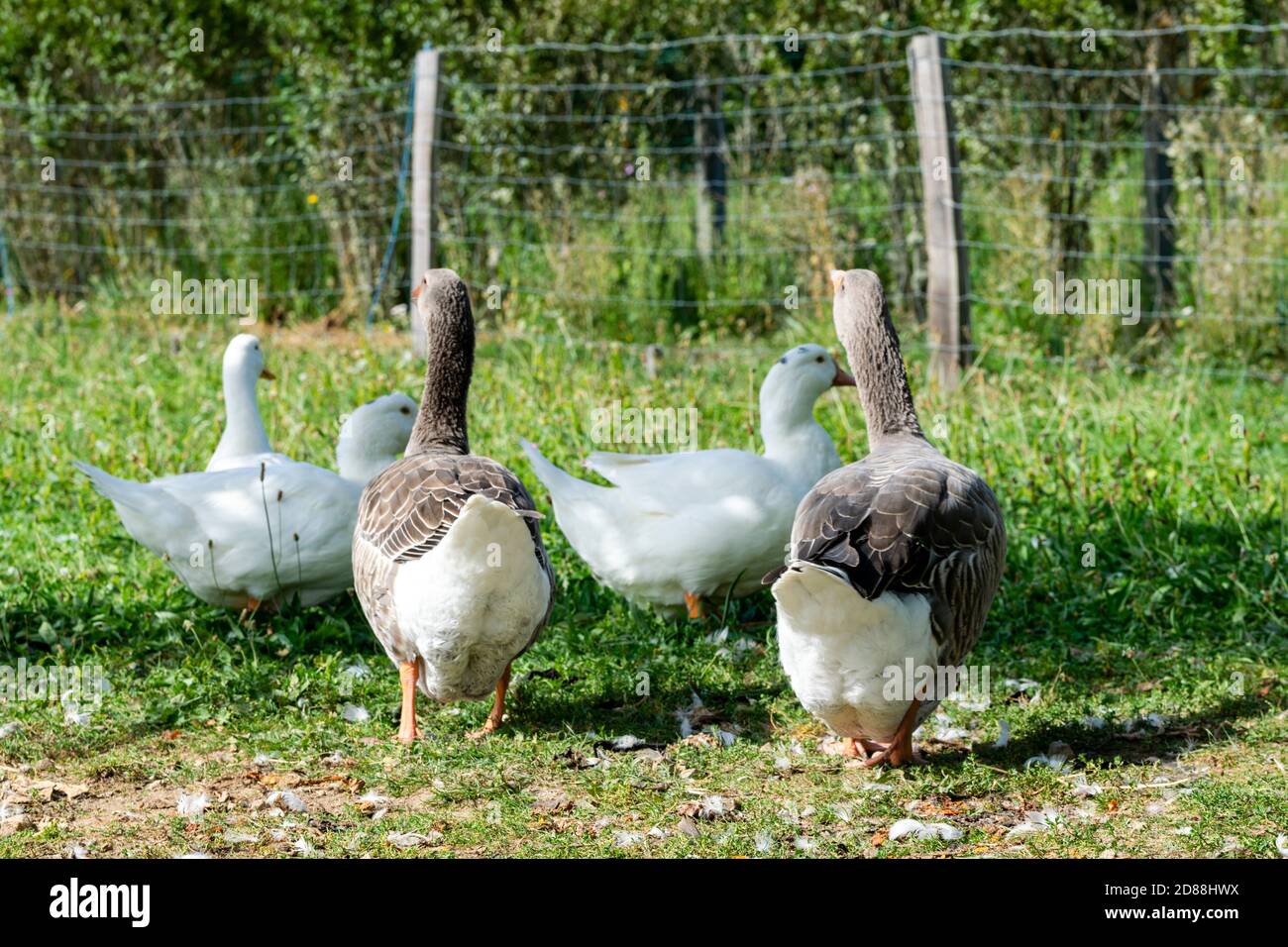 portrait of gander Stock Photo - Alamy
