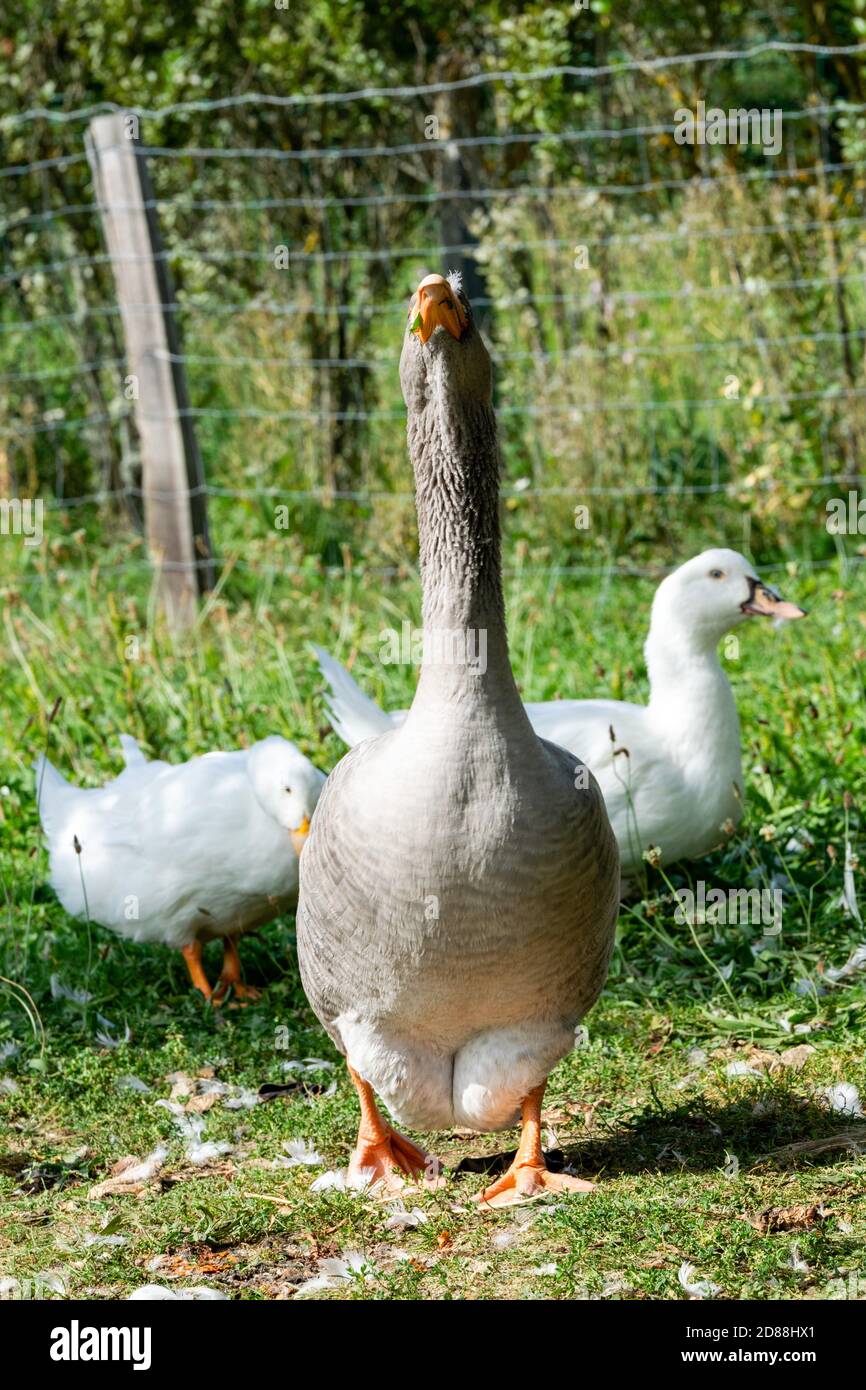portrait of gander Stock Photo - Alamy