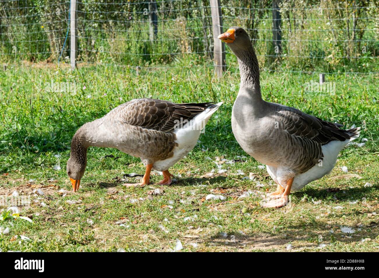 portrait of gander Stock Photo - Alamy