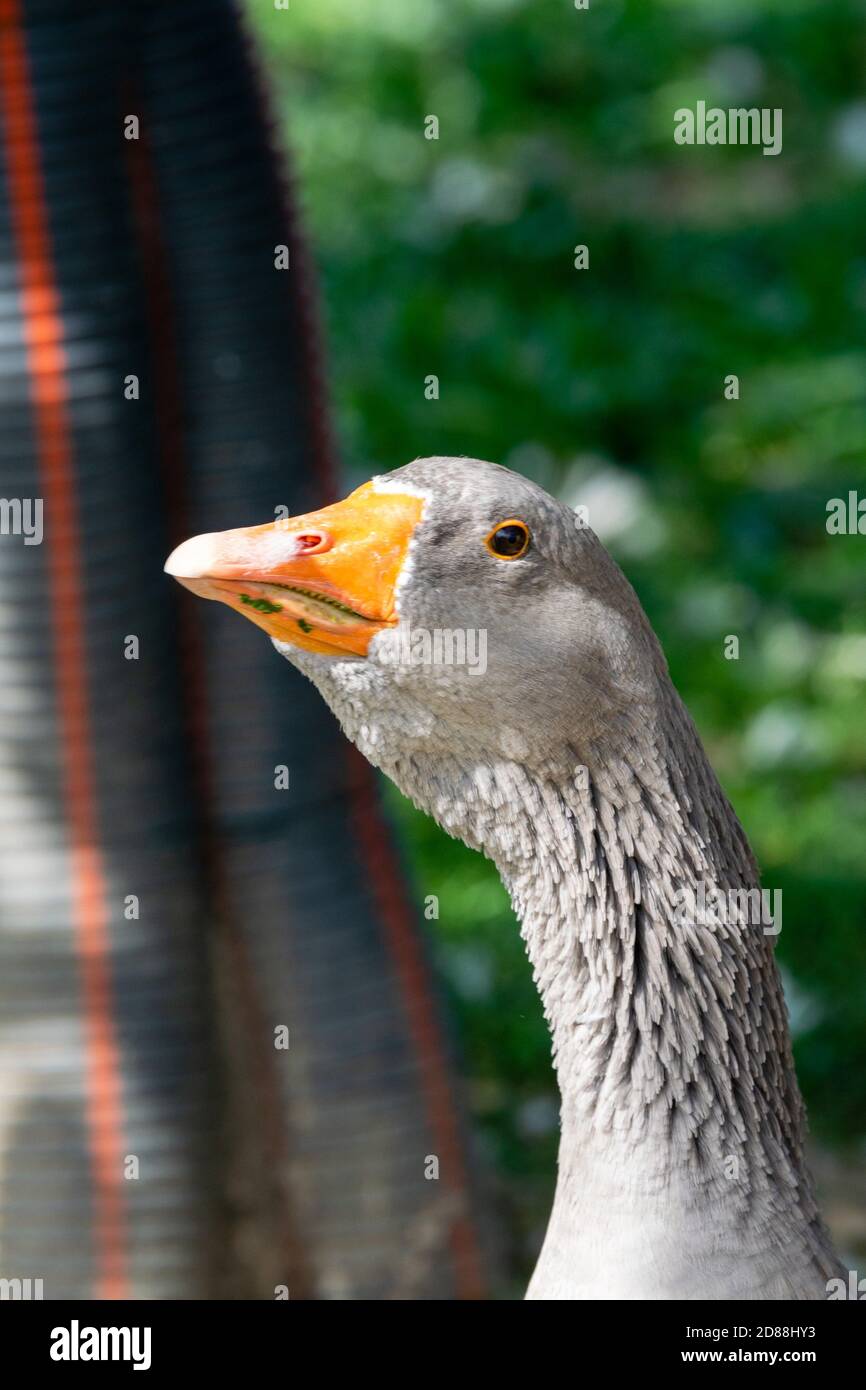 portrait of gander Stock Photo - Alamy