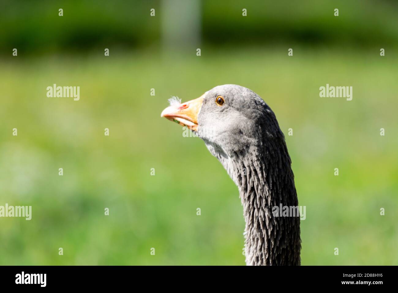 portrait of gander Stock Photo - Alamy
