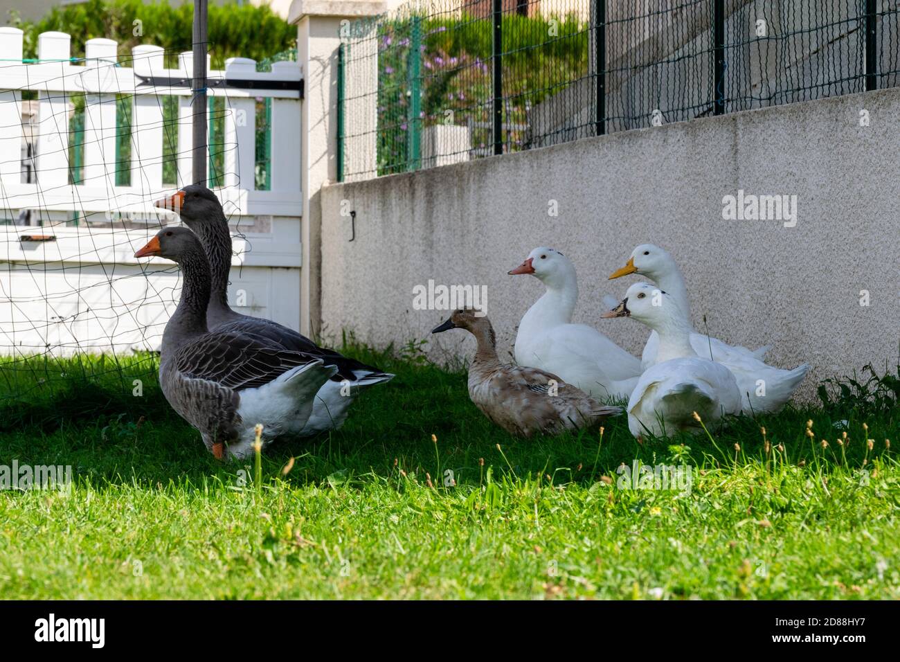 group of ganders and ducks Stock Photo - Alamy