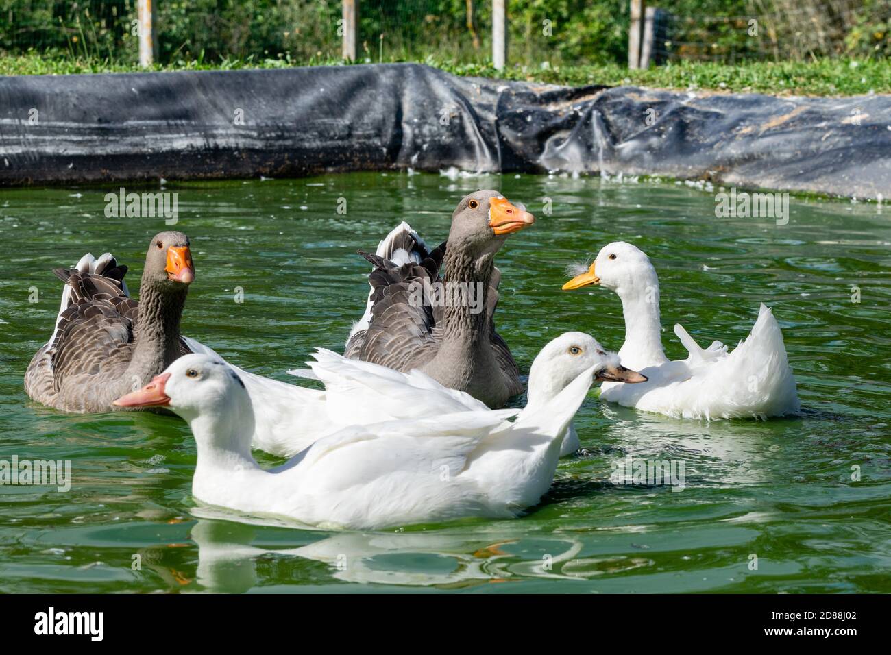 group of ganders and ducks on the water Stock Photo - Alamy