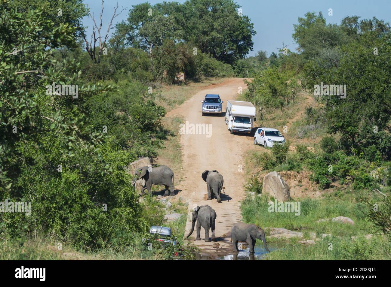Wildlife bridge road hi-res stock photography and images - Alamy