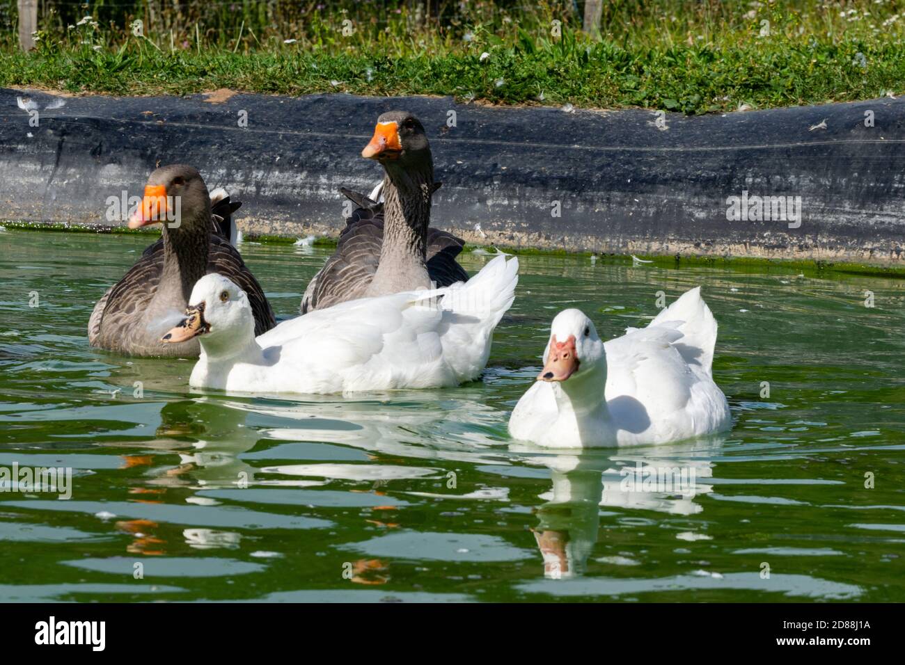group of ganders and ducks on the water Stock Photo - Alamy