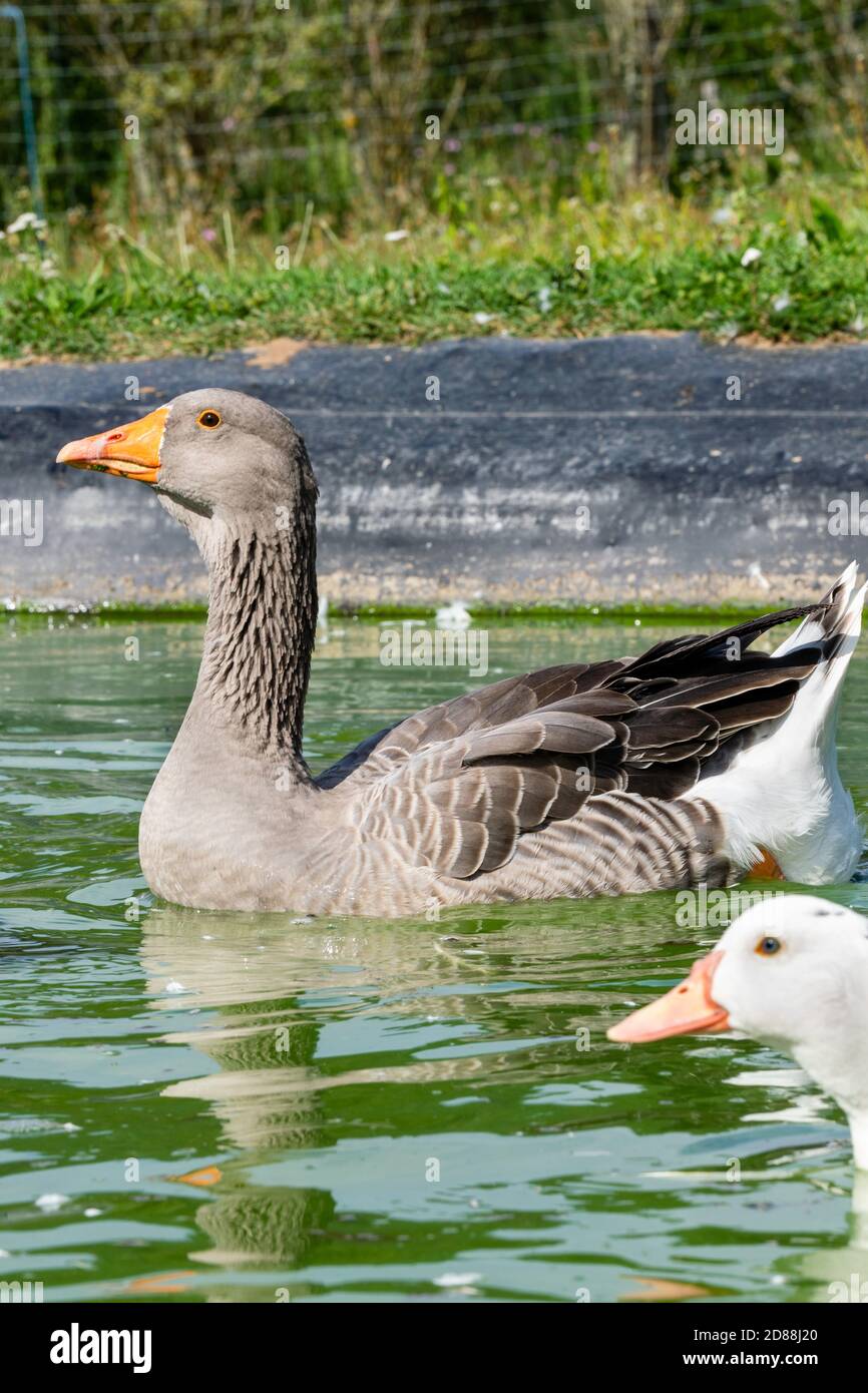 portrait of gander on the water Stock Photo - Alamy