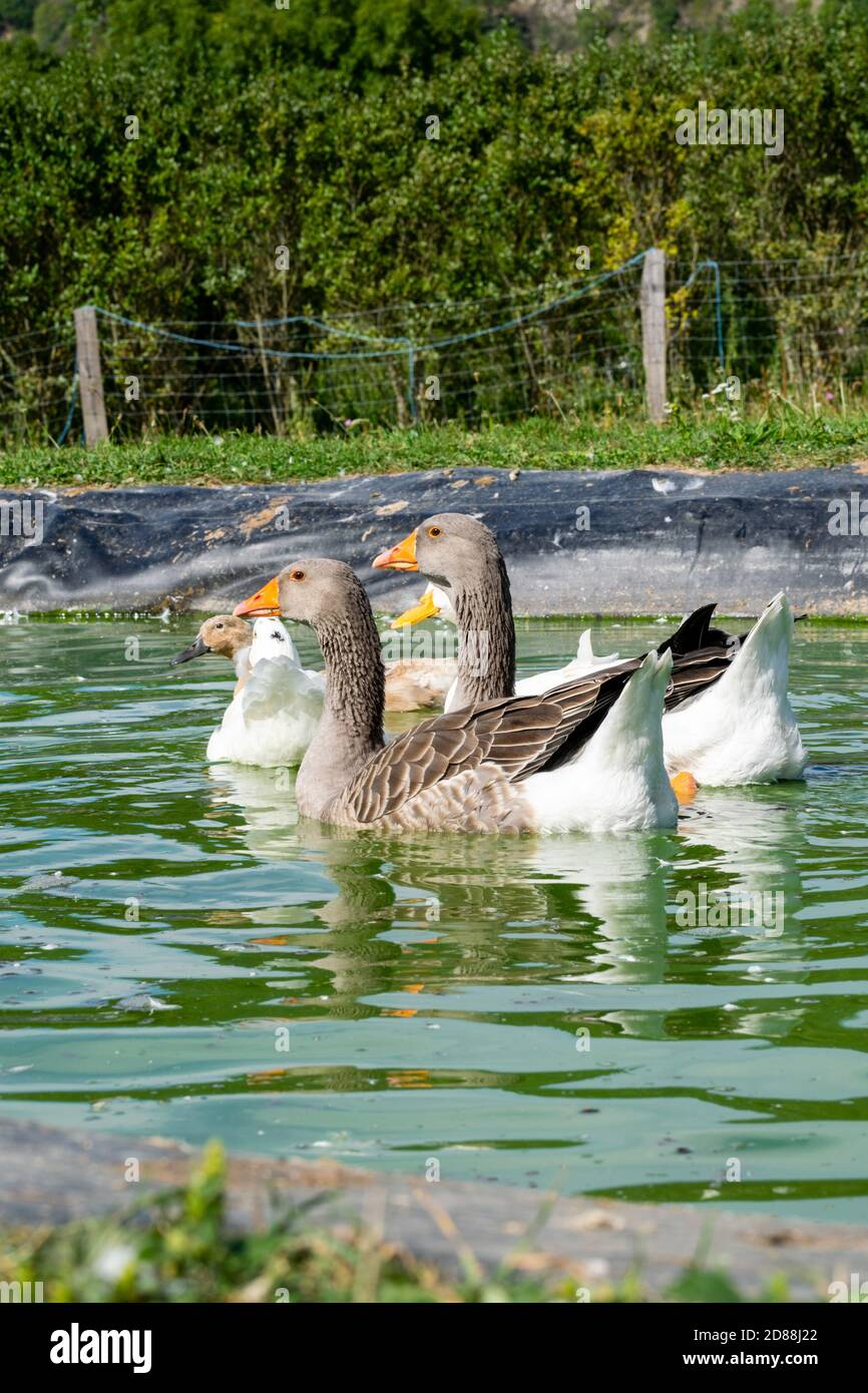 group of ganders and ducks on the water Stock Photo - Alamy