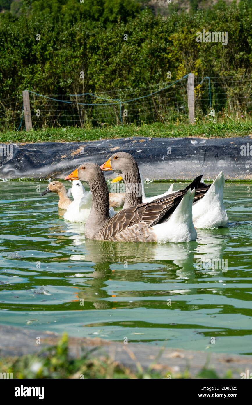 group of ganders and ducks on the water Stock Photo - Alamy