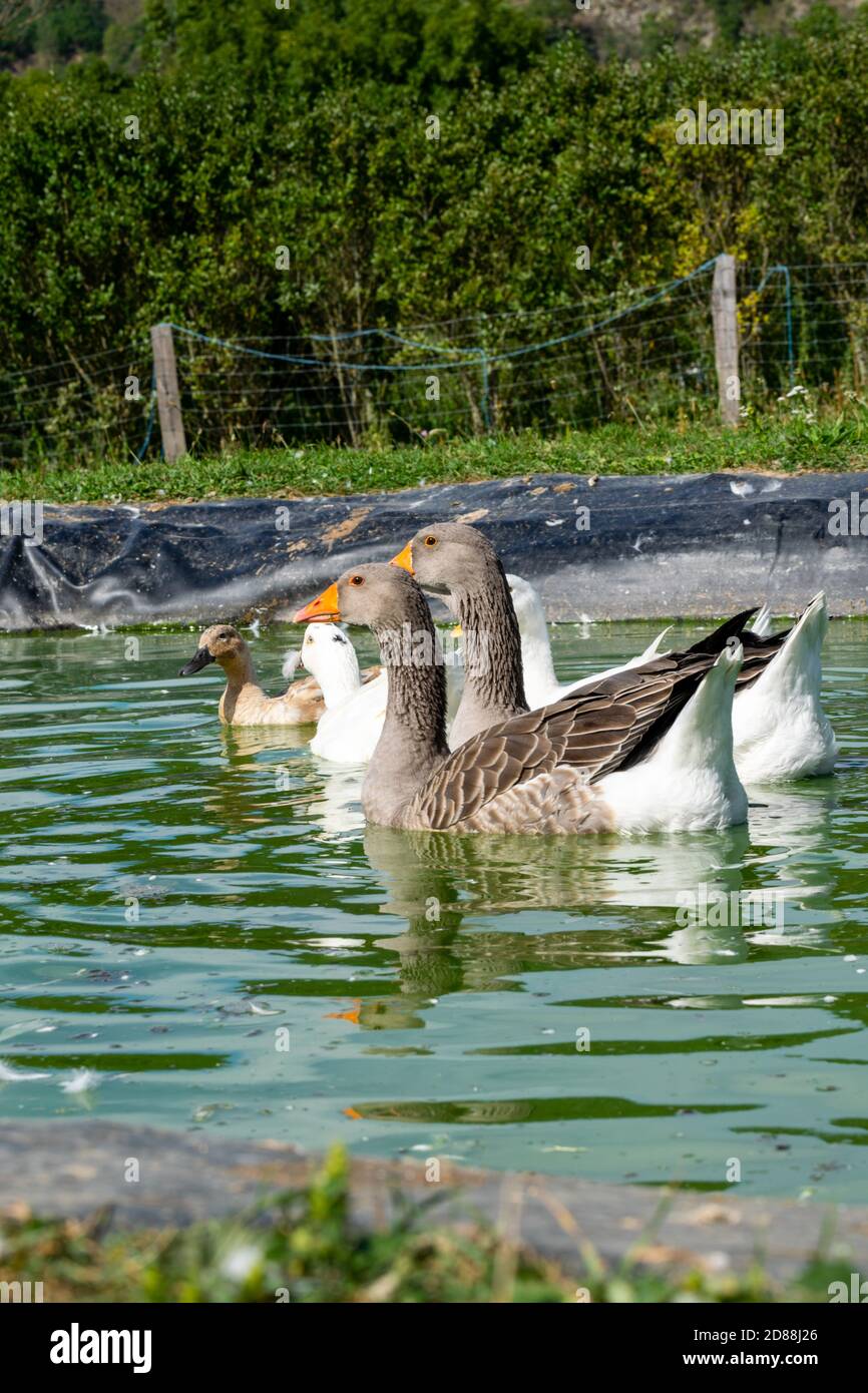 group of ganders and ducks on the water Stock Photo - Alamy