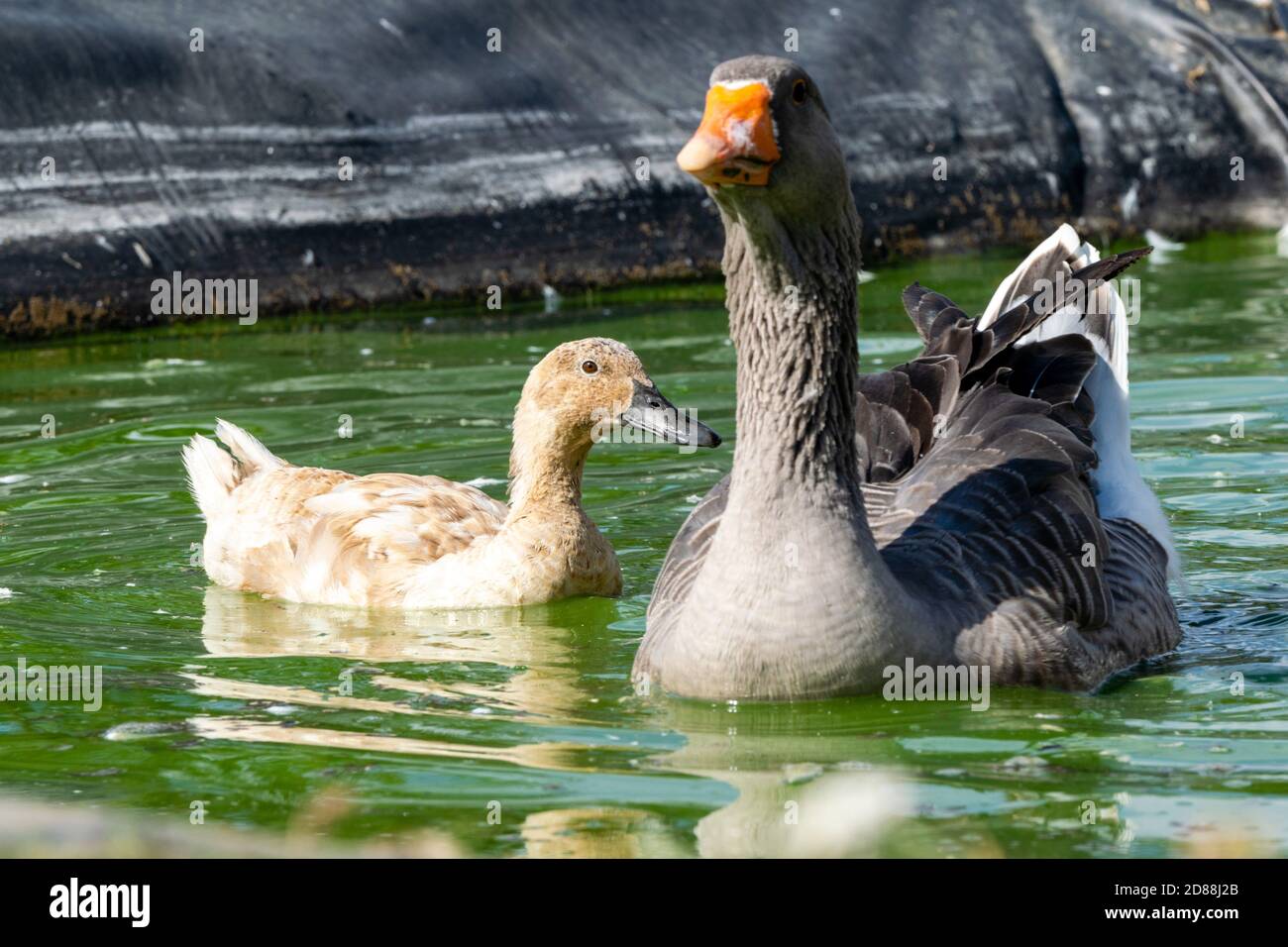group of ganders and ducks on the water Stock Photo - Alamy