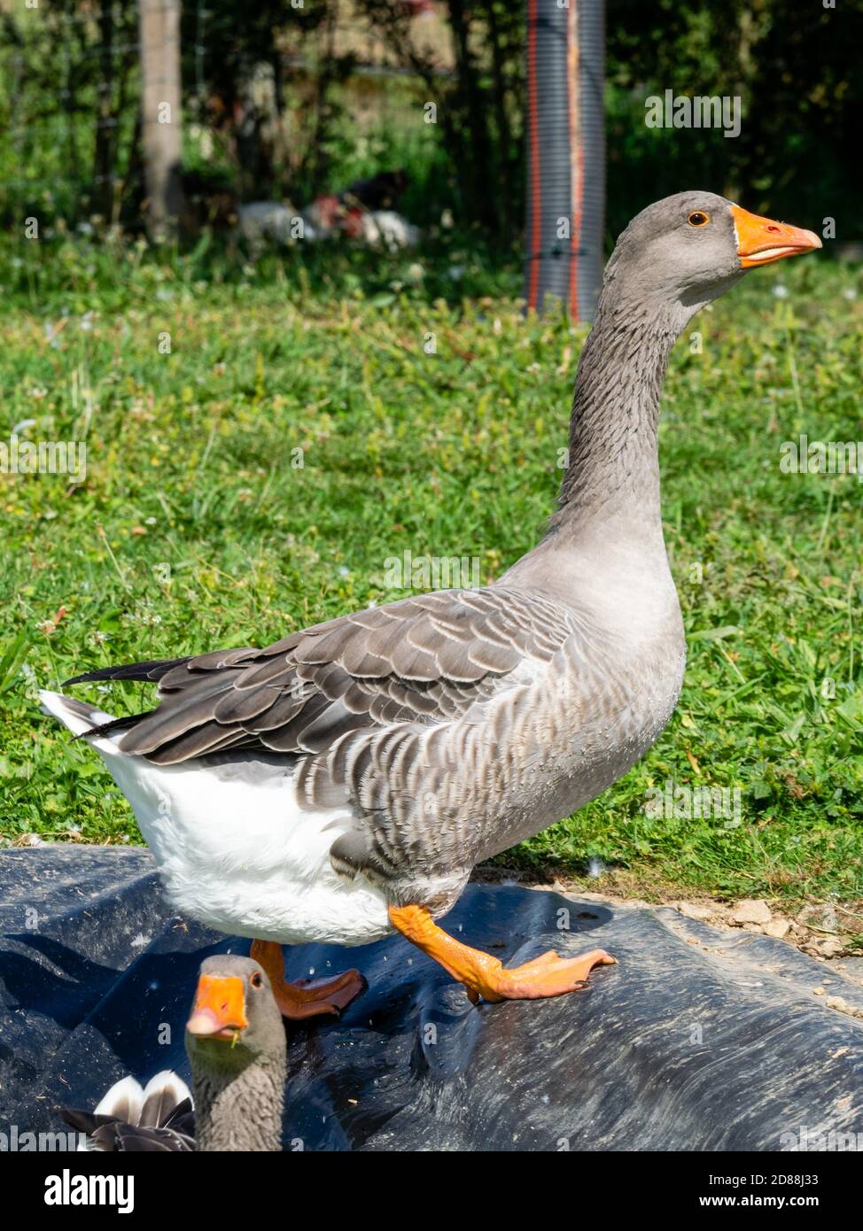 Farm yard cattle water hi-res stock photography and images - Alamy