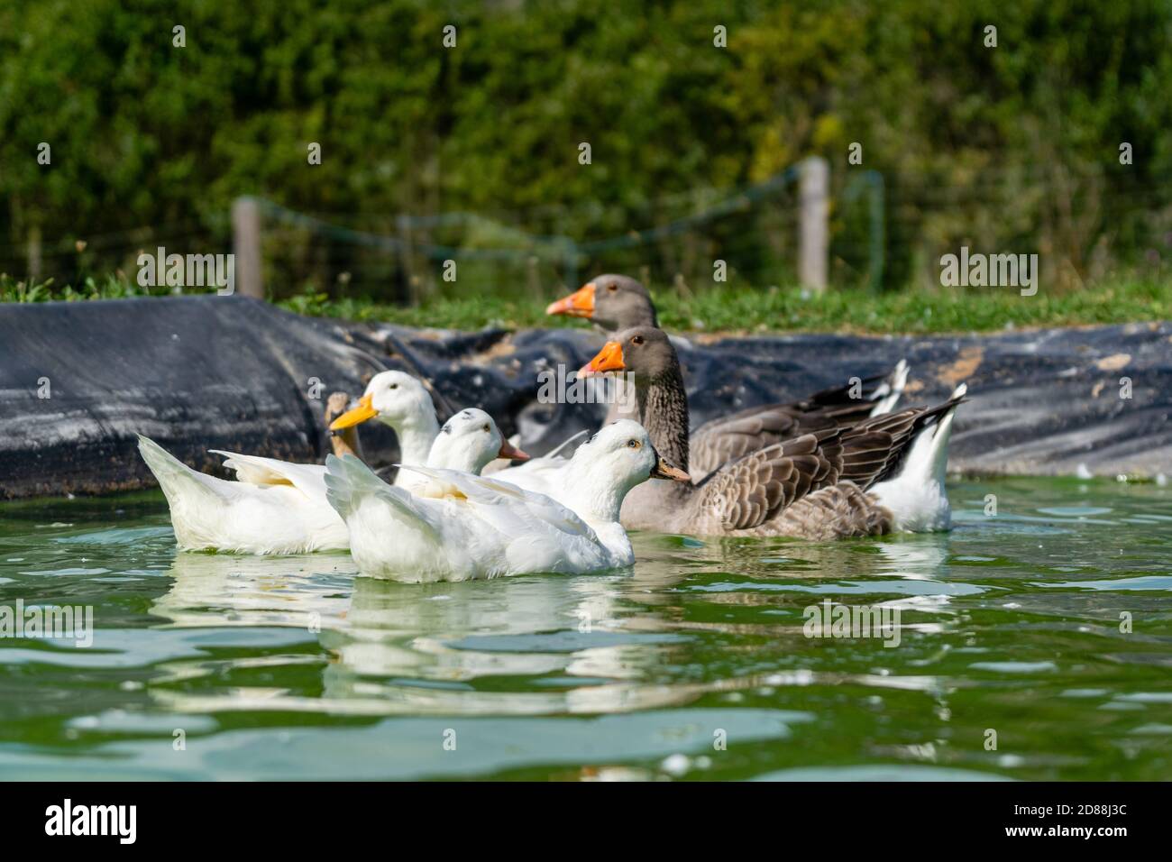 group of ganders and ducks on the water Stock Photo - Alamy