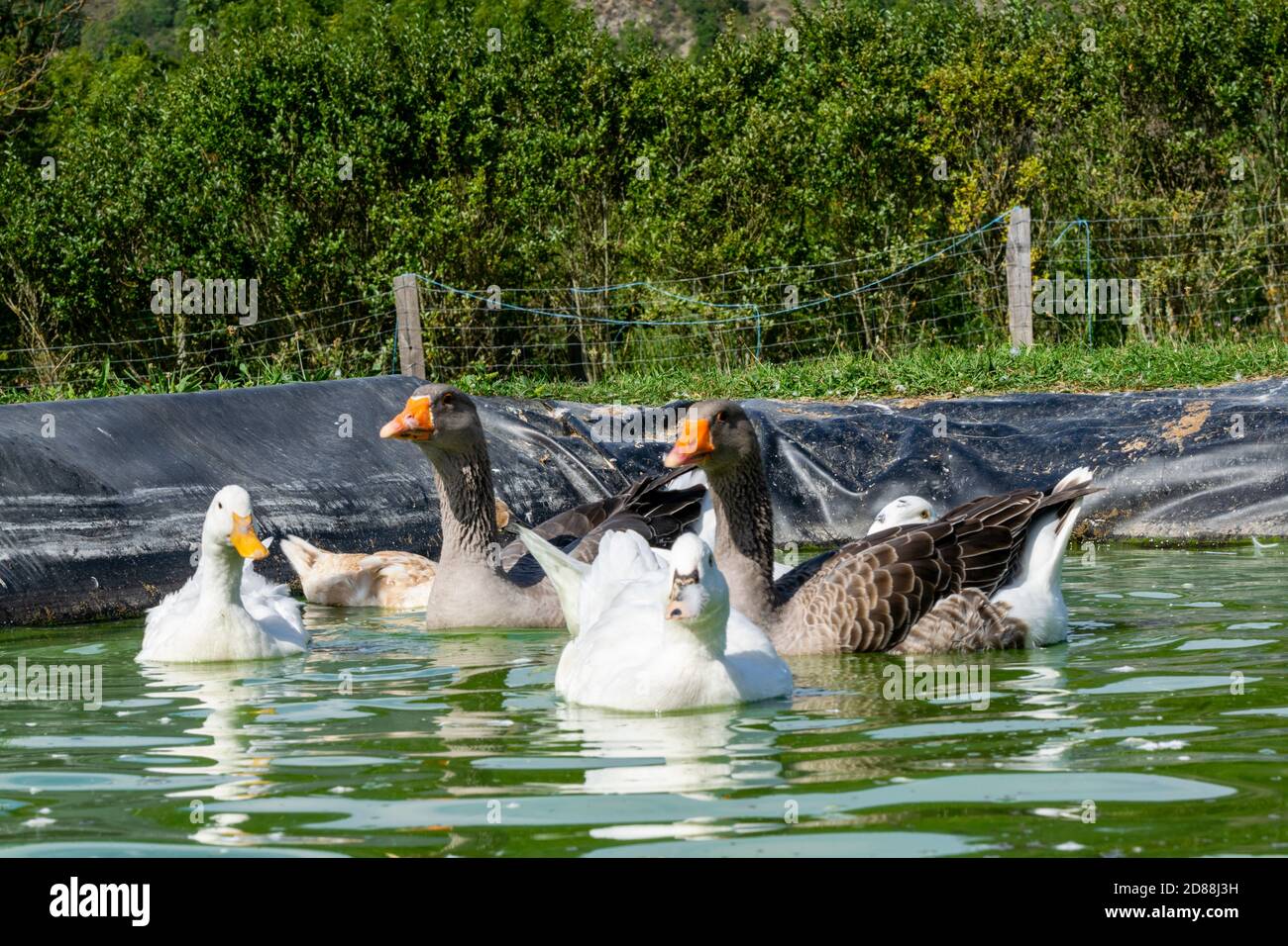 group of ganders and ducks on the water Stock Photo - Alamy