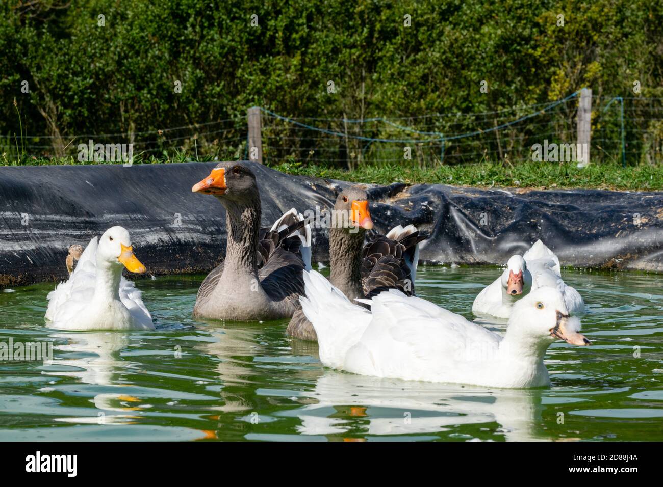 group of ganders and ducks on the water Stock Photo - Alamy