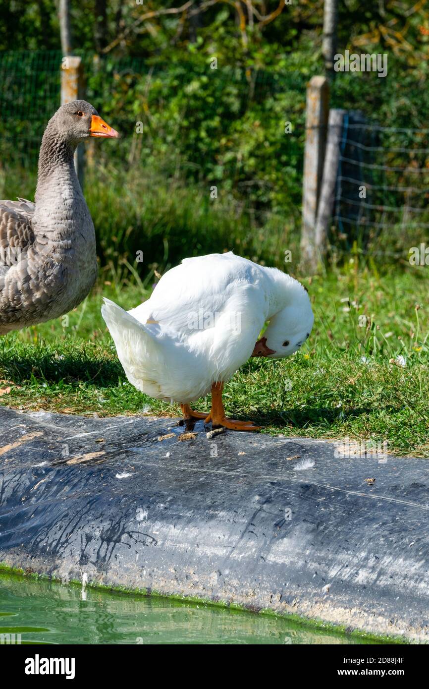Farm yard cattle water hi-res stock photography and images - Alamy