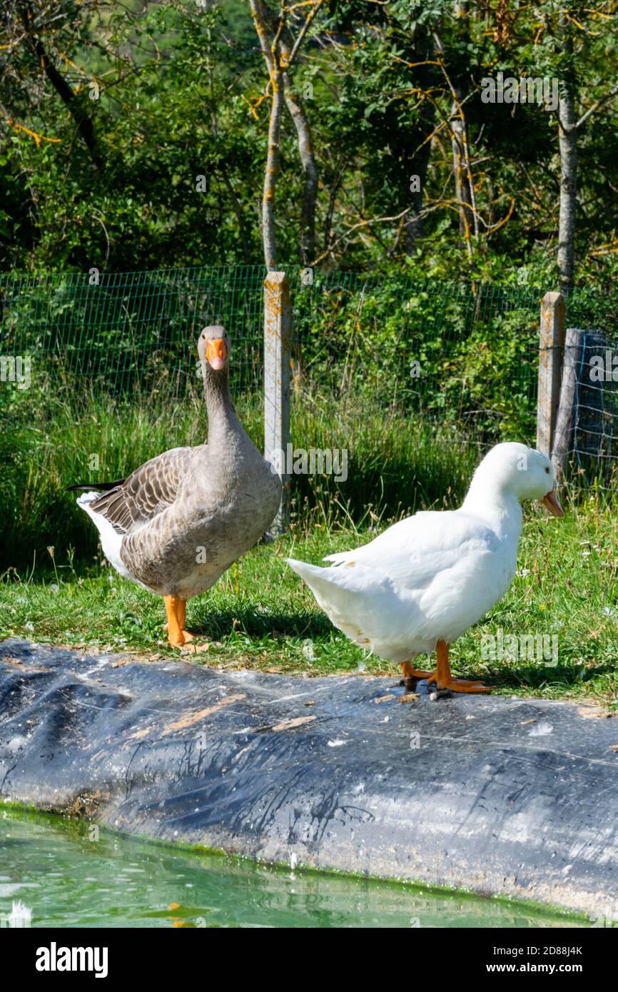Duck gander hi-res stock photography and images - Alamy