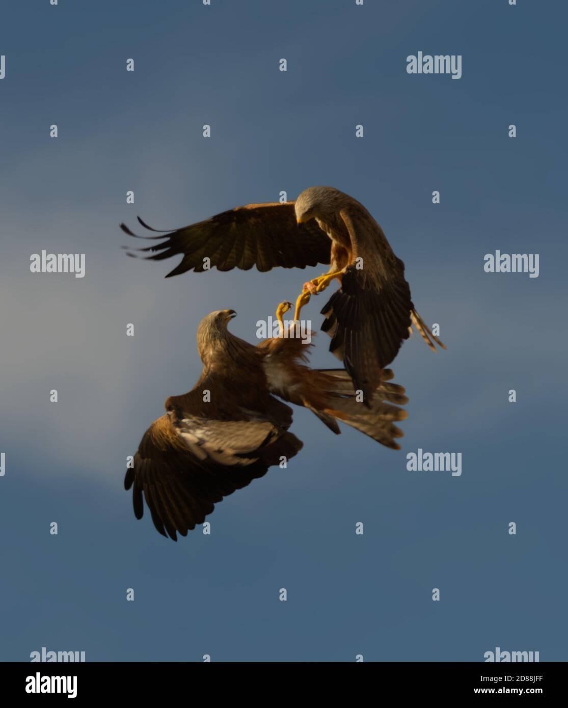 Black eared kite milvus migrans lineatus adult hi-res stock photography ...