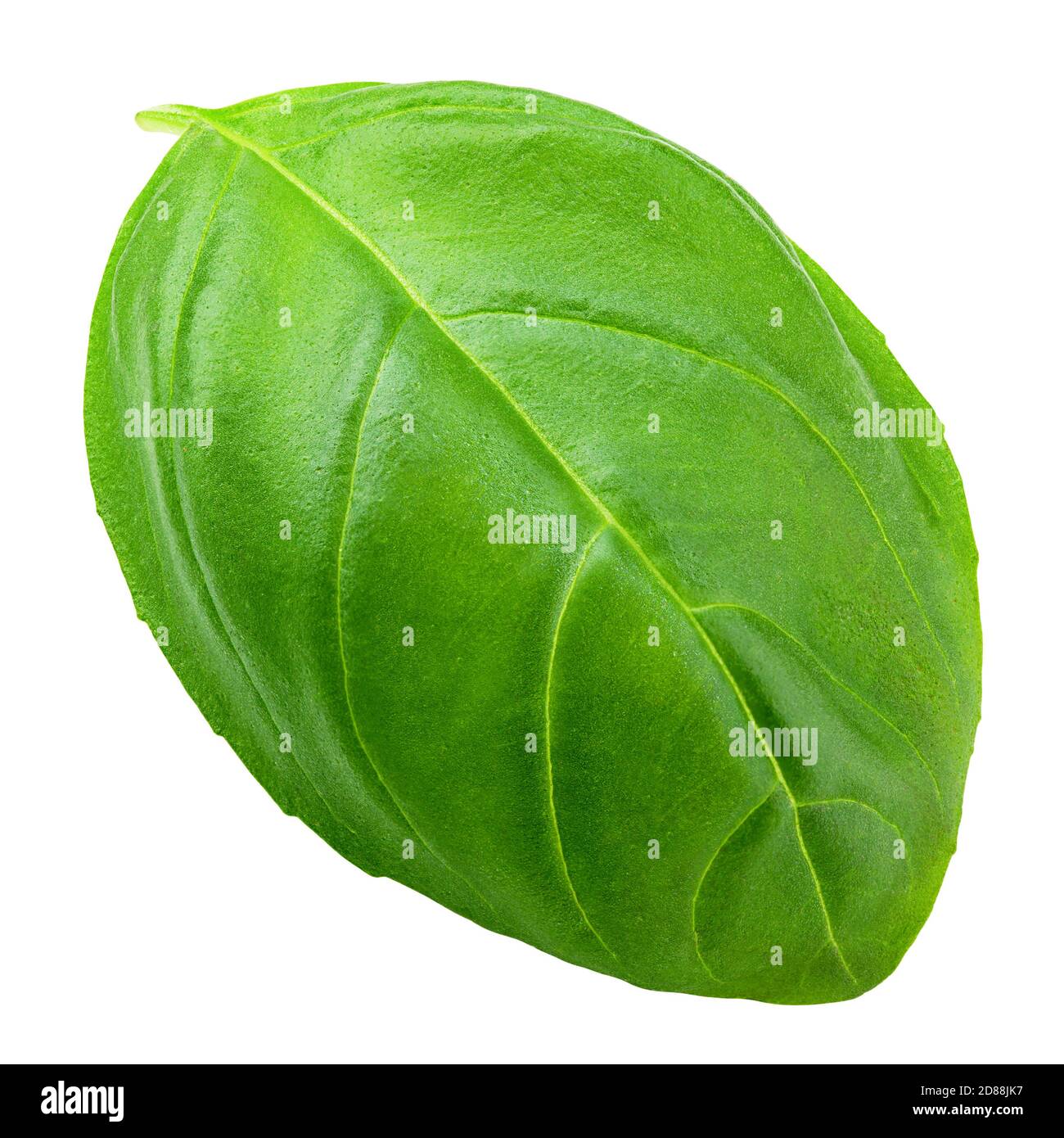 basil, isolated on white background, clipping path, full depth of field ...